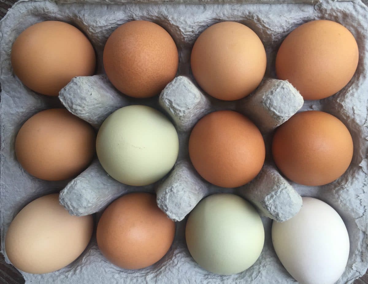 Mexican Egg Strata – Erin Brighton