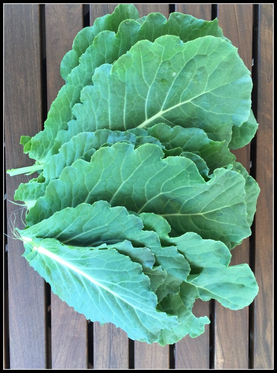 Baked Stuffed Collards – Erin Brighton